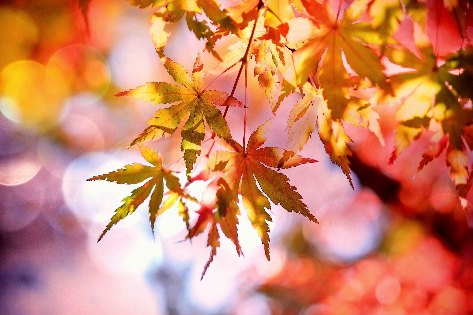 4 Feng Shui Fall Tips - Intentional Living Feng Shui